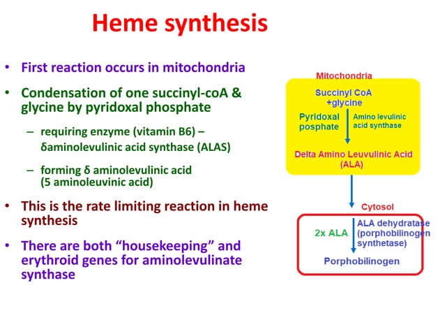 Heme synthesis | PPTX | Blood Disorders | Diseases and Conditions