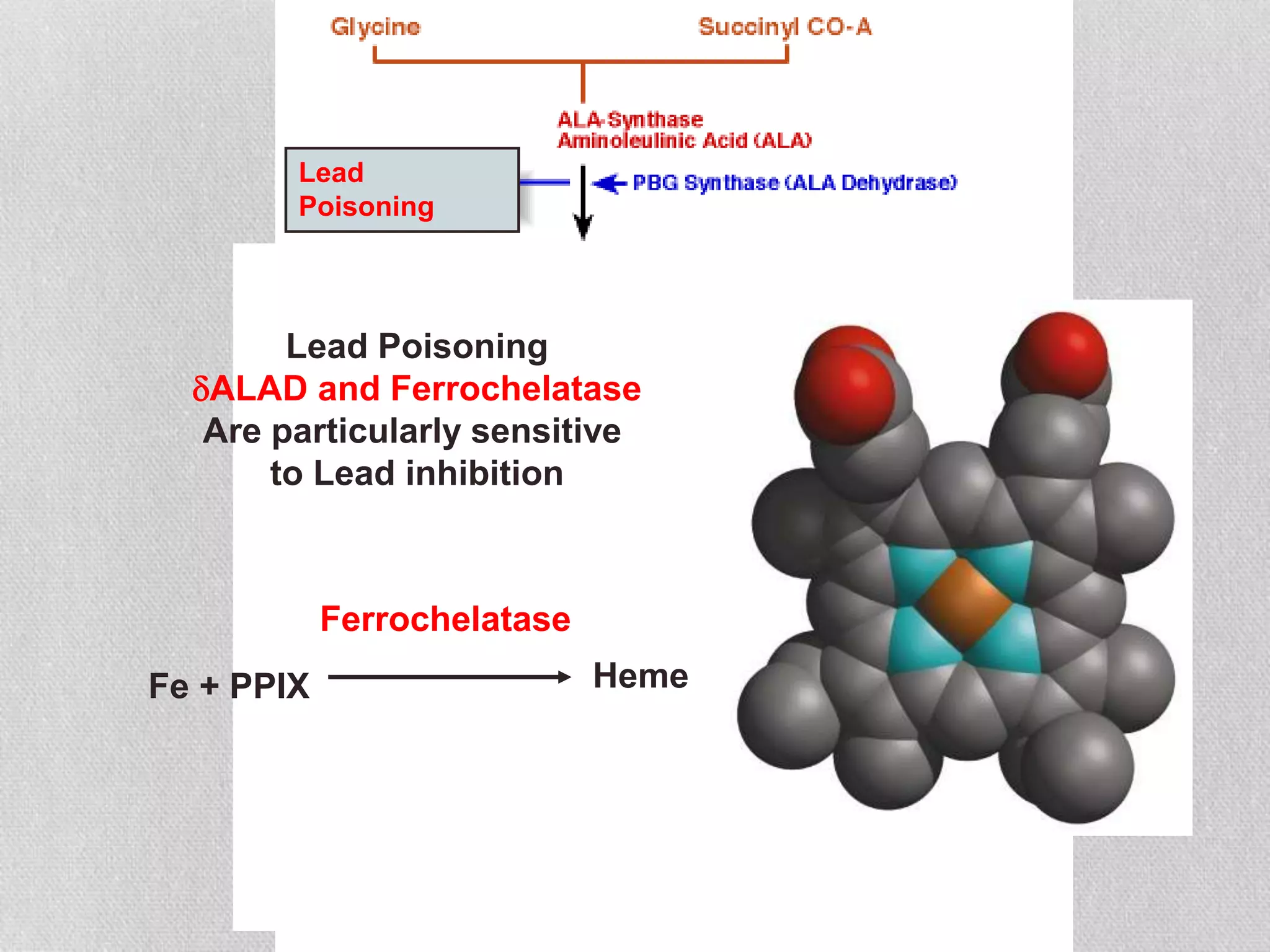 Heme synthesis and degradation | PPTX