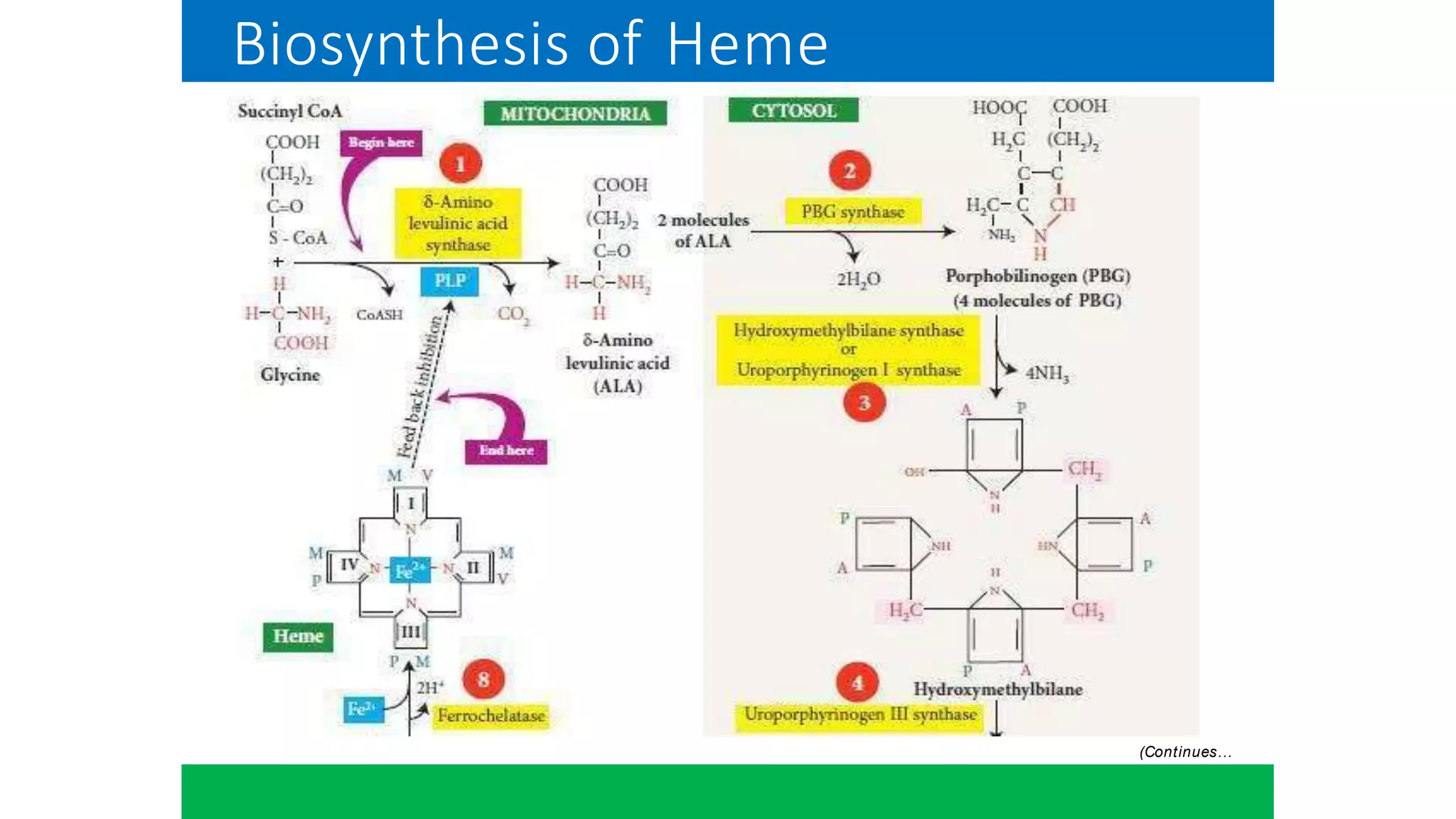 Heme synthesis and degradation | PPTX