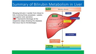 Heme synthesis and degradation | PPTX