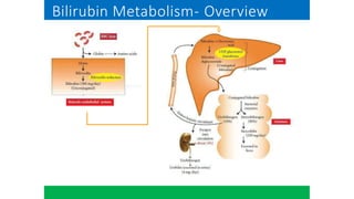 Heme synthesis and degradation | PPTX