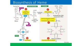 Heme synthesis and degradation | PPTX