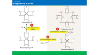 Heme synthesis and degradation | PPTX