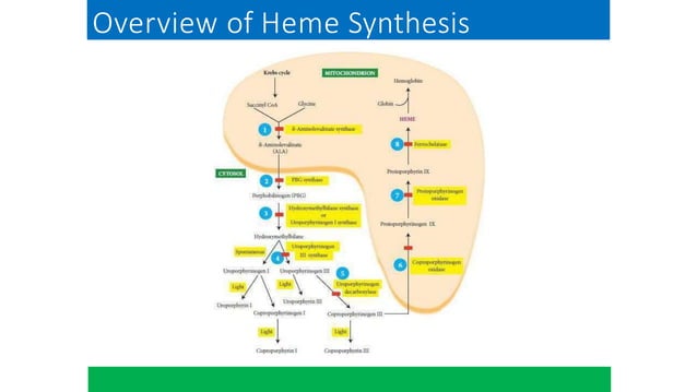 Heme synthesis and degradation | PPTX
