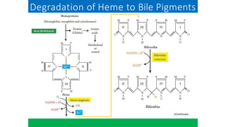 Heme synthesis and degradation | PPTX