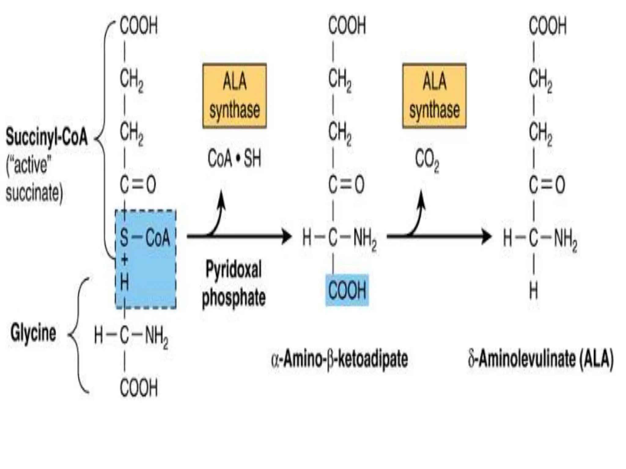 Heme Synthesis and Hereditary Porphyrias.pptx