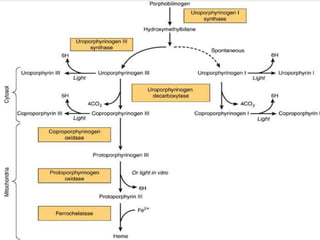 Heme Synthesis and Hereditary Porphyrias.pptx