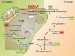 Heme Synthesis and Hereditary Porphyrias.pptx