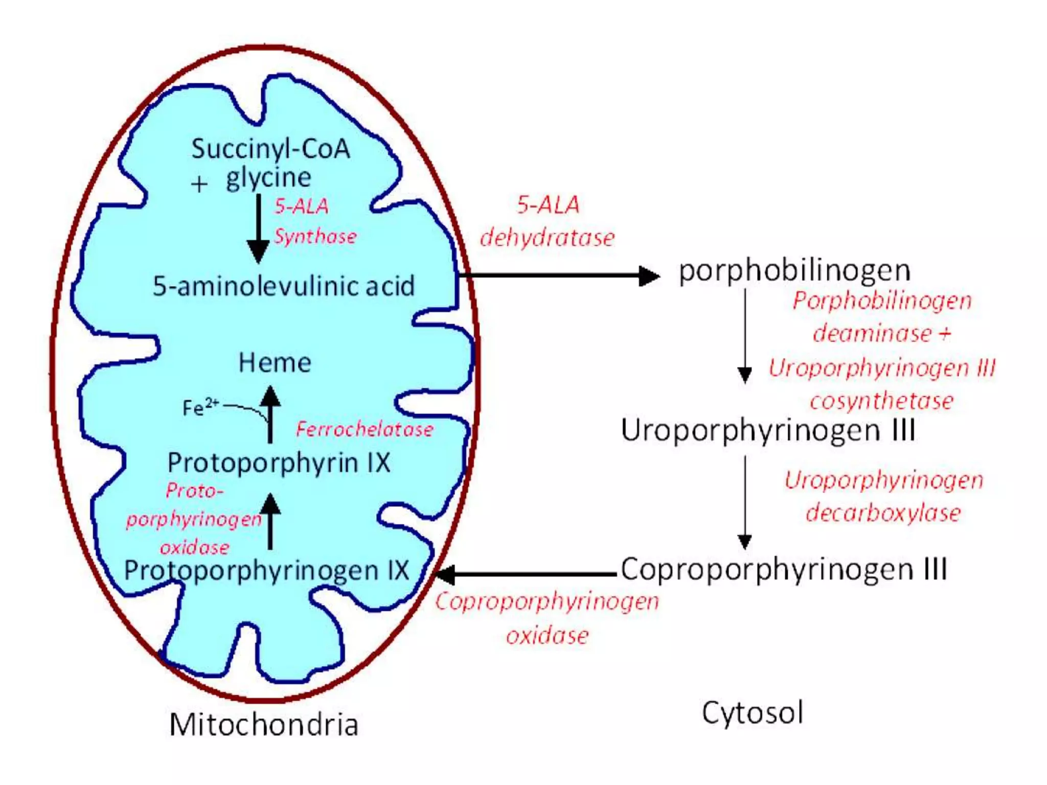 Heme synthesis and porphyrias by dr siva kumar reddy | PPTX