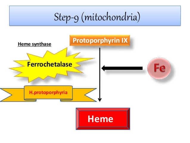 Heme synthesis and porphyrias by dr siva kumar reddy Heme synthesis and porphyrias by dr siva kumar reddy