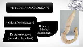 hemi.4.pptx | Chemistry | Science