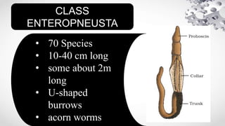 hemi.4.pptx | Chemistry | Science
