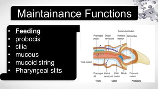 hemi.4.pptx | Chemistry | Science