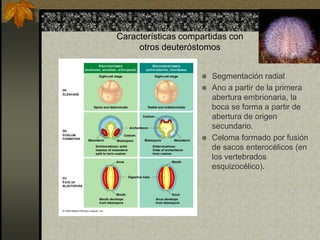 hemicordados y cordados locomoción, alimentación y sistema nervioso | PDF