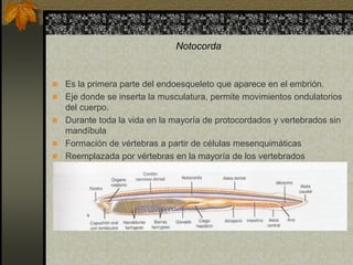 hemicordados y cordados locomoción, alimentación y sistema nervioso | PDF