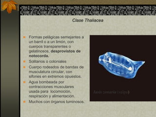hemicordados y cordados locomoción, alimentación y sistema nervioso | PDF
