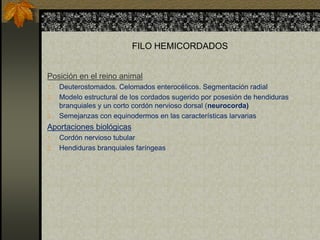 hemicordados y cordados locomoción, alimentación y sistema nervioso | PDF