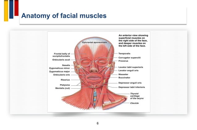 Hemifacial Spasm