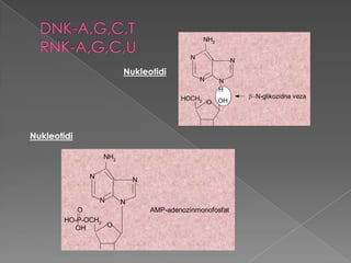 Hemija r4 nukleinske kiseline | PPTX