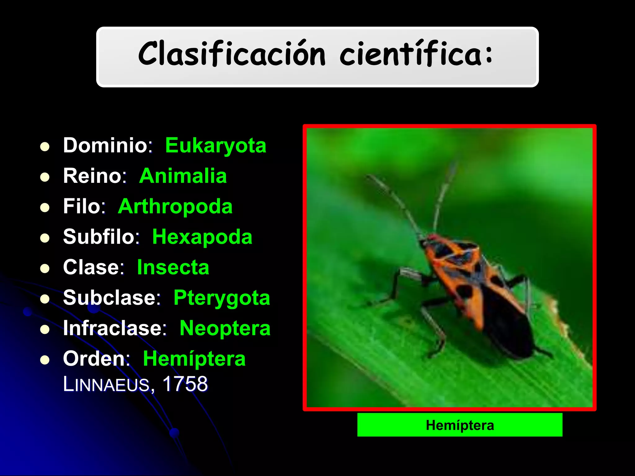 Orden Hemiptera