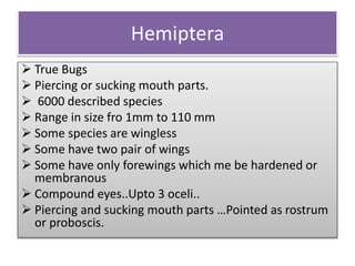 Hemiptera | PPTX