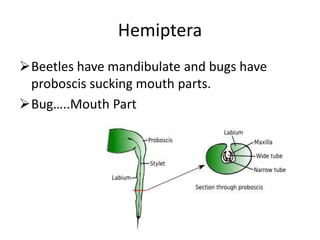 Hemiptera | PPTX
