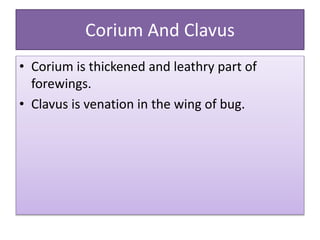 Hemiptera | PPTX | Reptiles | Pets