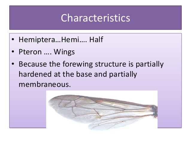 Hemiptera