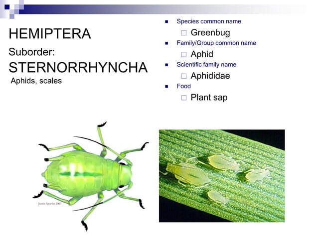 hemiptera-s.ppt