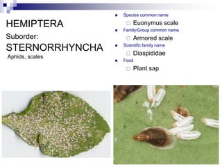 hemiptera-s.ppt
