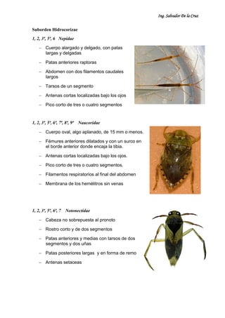 Familias de Hemiptera, Neuroptera y Coleoptera | PDF