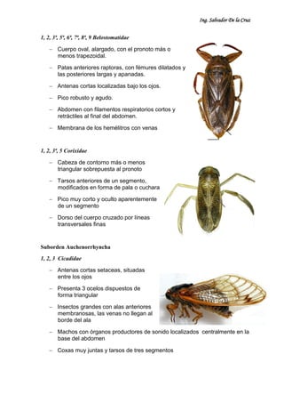 Familias de Hemiptera, Neuroptera y Coleoptera | PDF