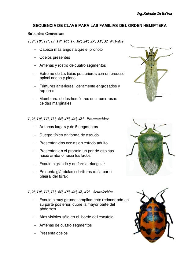 Familias de Hemiptera, Neuroptera y Coleoptera