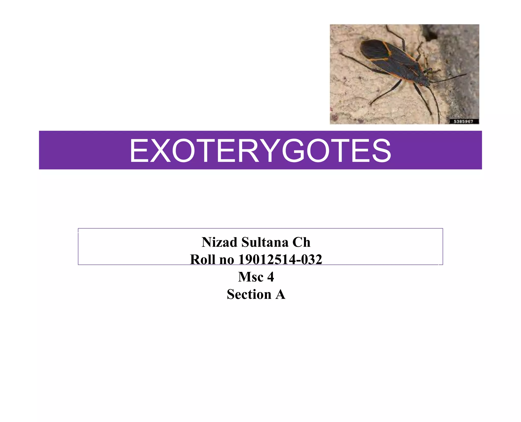 Order hemiptera True bugs | PPTX