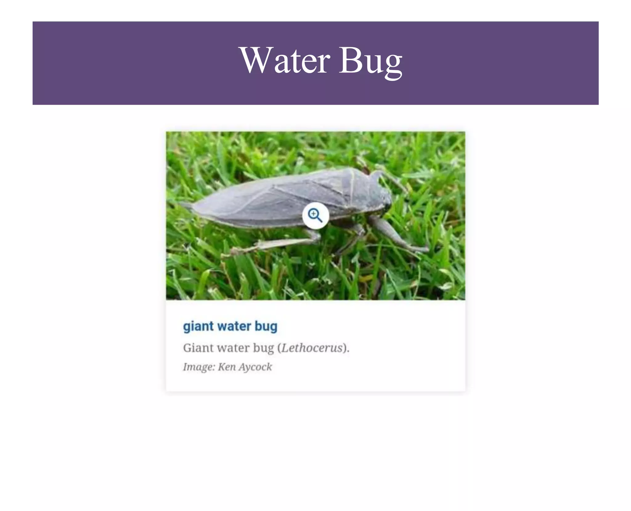 Order hemiptera True bugs | PPTX