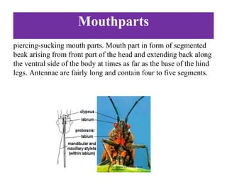 Order hemiptera True bugs | PPTX