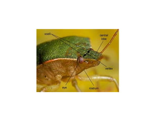 Order hemiptera True bugs | PPTX