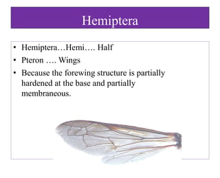 Order hemiptera True bugs | PPTX