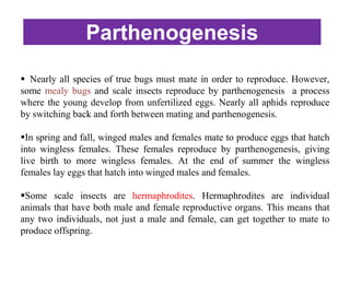 Order hemiptera True bugs | PPTX