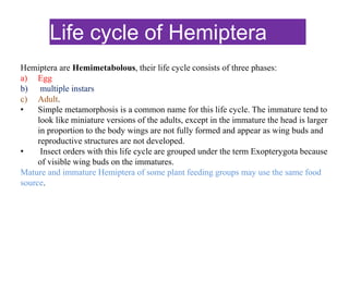 Order hemiptera True bugs | PPTX