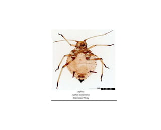 Order Hemiptera