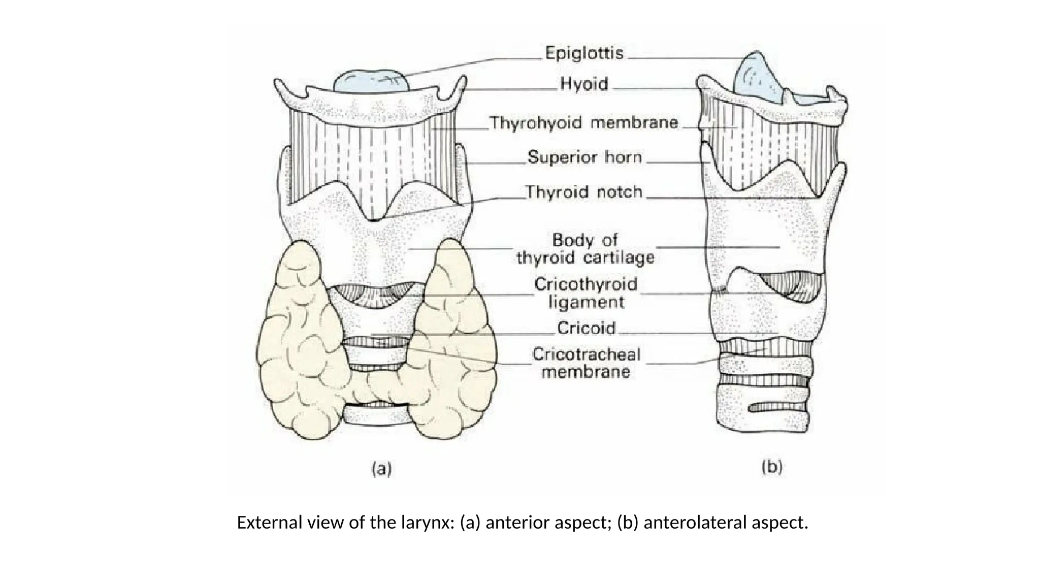 HEMISECTION OF HEAD AND NECK WITH CLINICAL ANATOMY.pptx