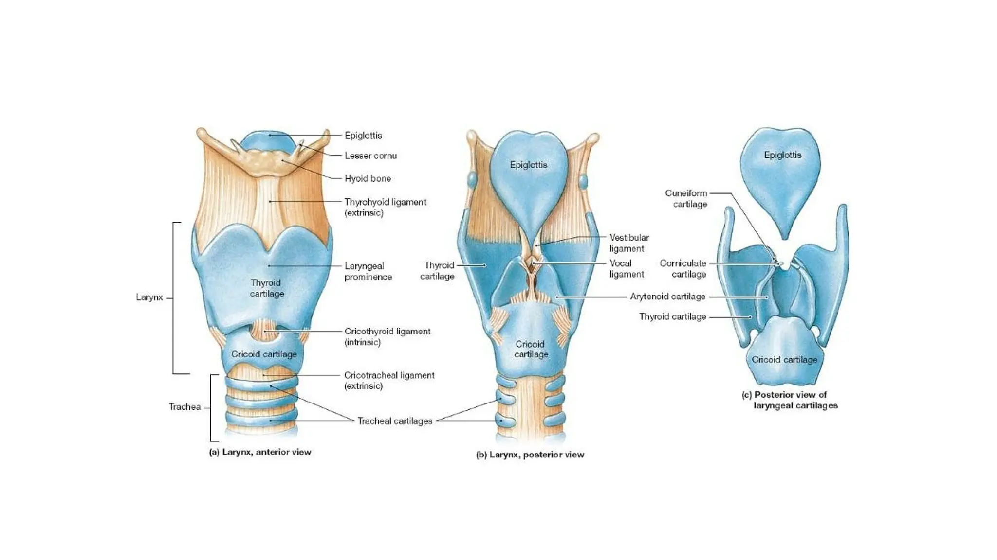 HEMISECTION OF HEAD AND NECK WITH CLINICAL ANATOMY.pptx