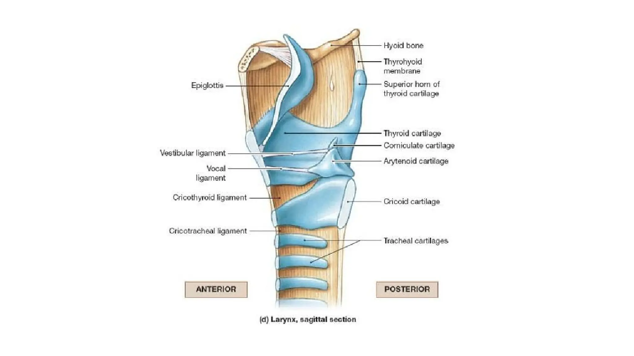 HEMISECTION OF HEAD AND NECK WITH CLINICAL ANATOMY.pptx