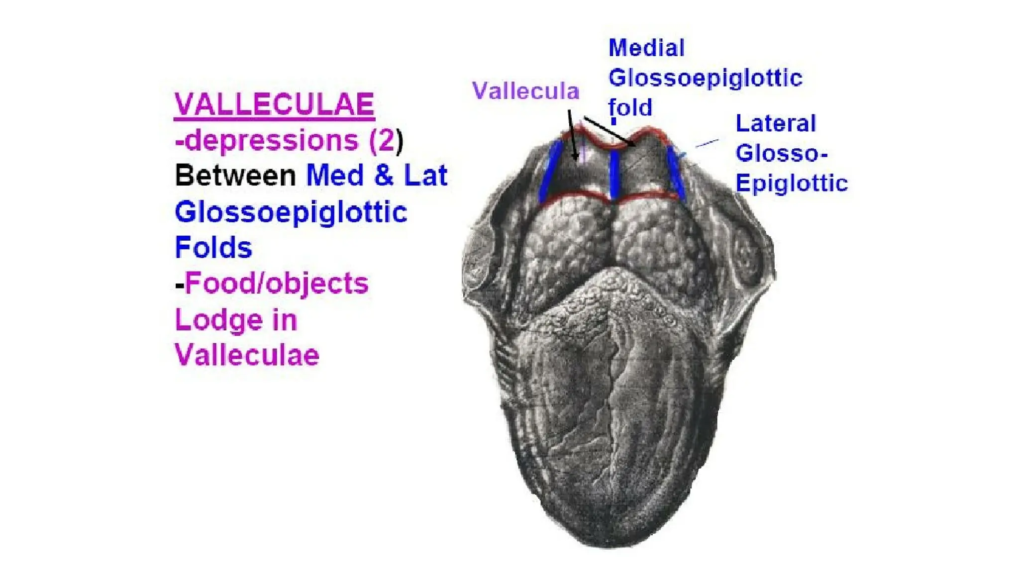 HEMISECTION OF HEAD AND NECK WITH CLINICAL ANATOMY.pptx
