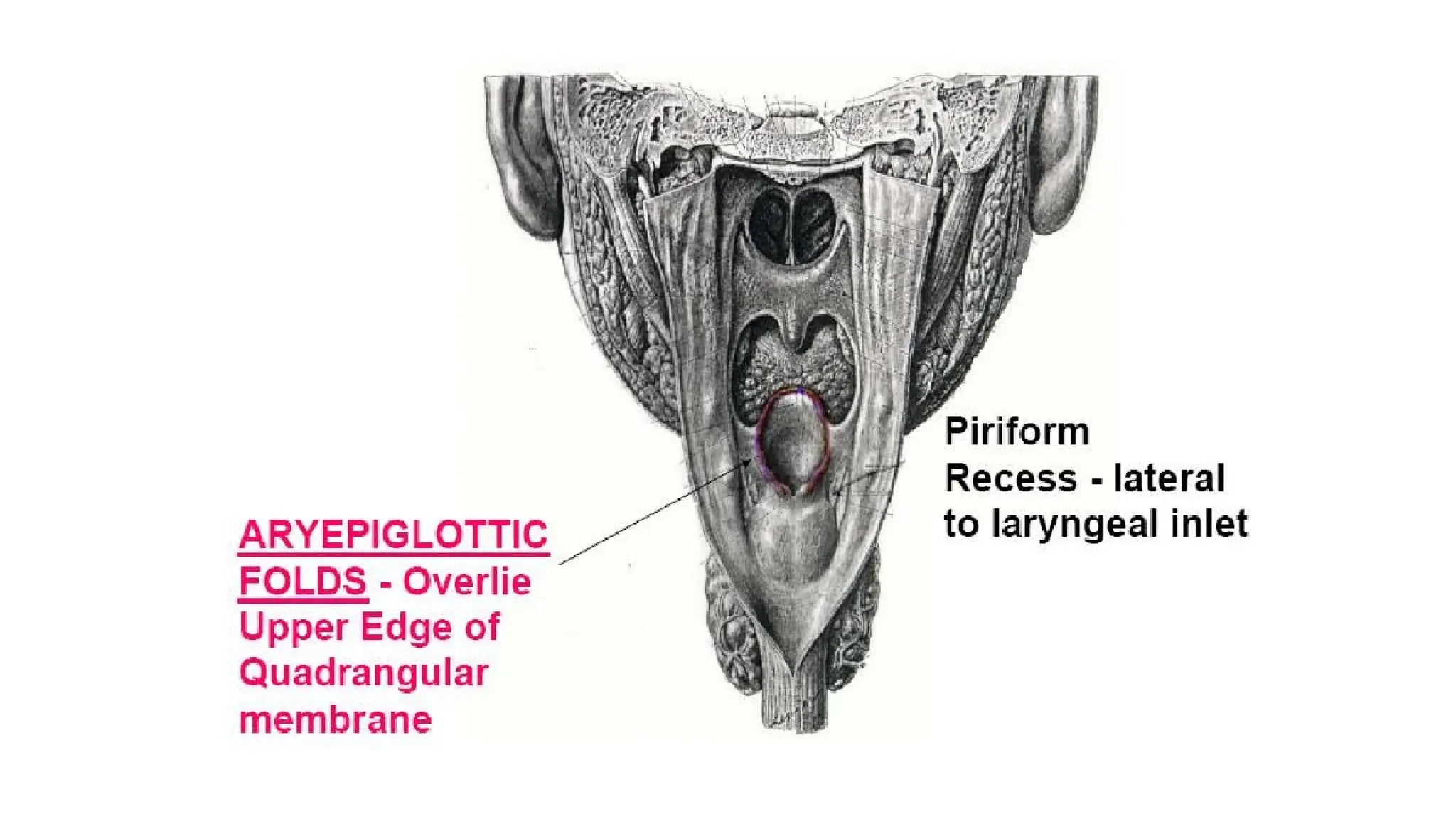 HEMISECTION OF HEAD AND NECK WITH CLINICAL ANATOMY.pptx