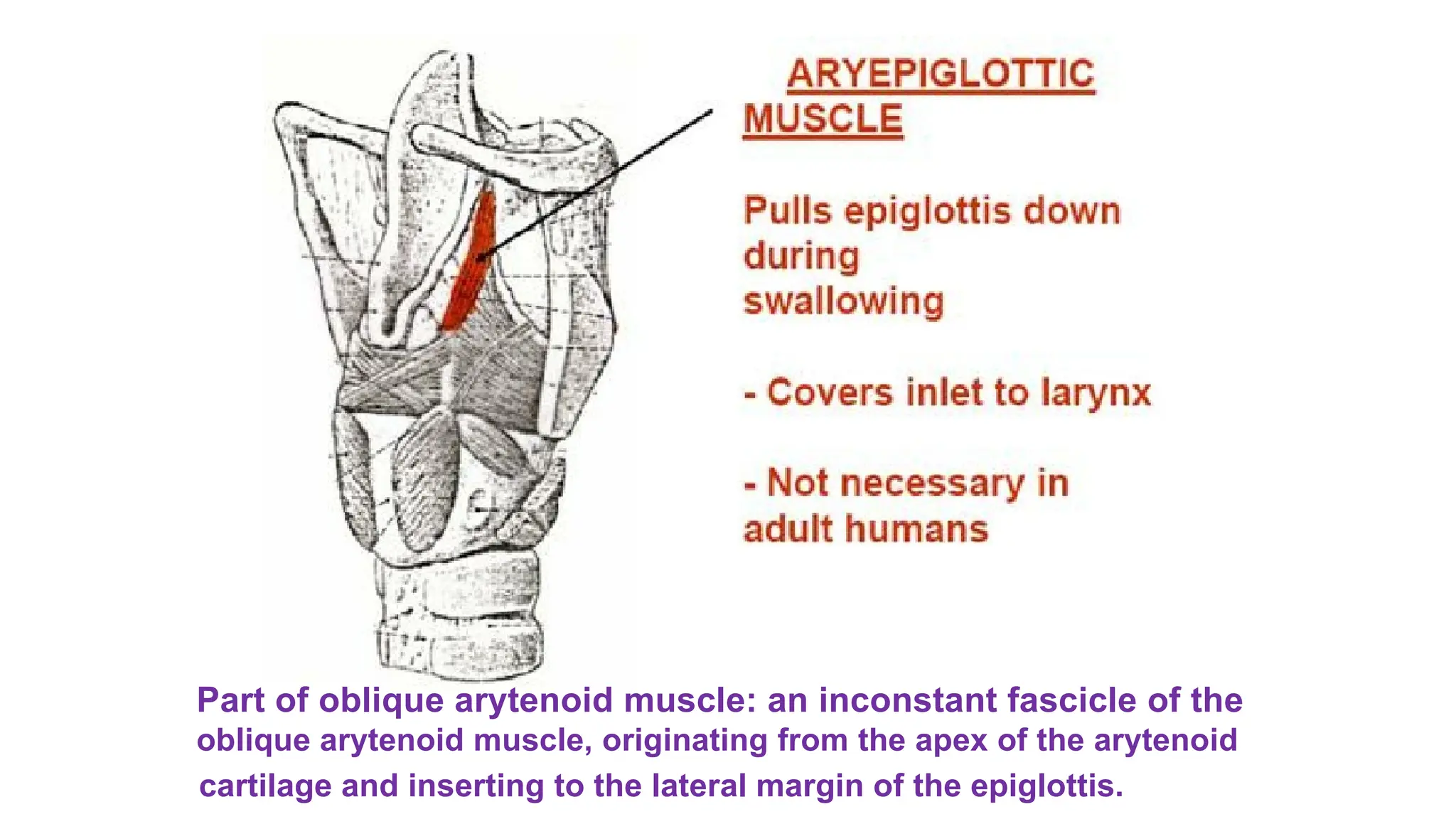 HEMISECTION OF HEAD AND NECK WITH CLINICAL ANATOMY.pptx