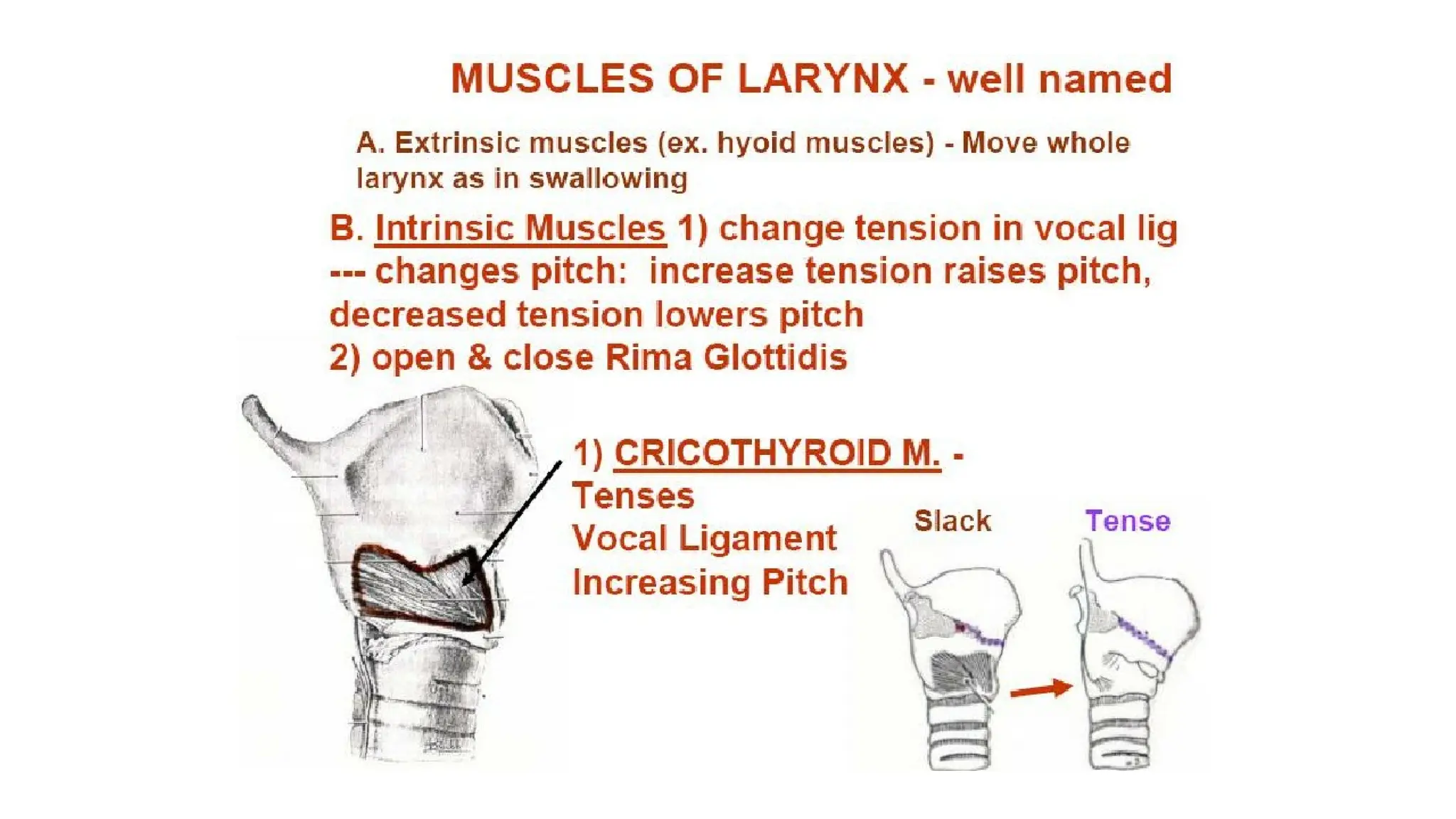 HEMISECTION OF HEAD AND NECK WITH CLINICAL ANATOMY.pptx