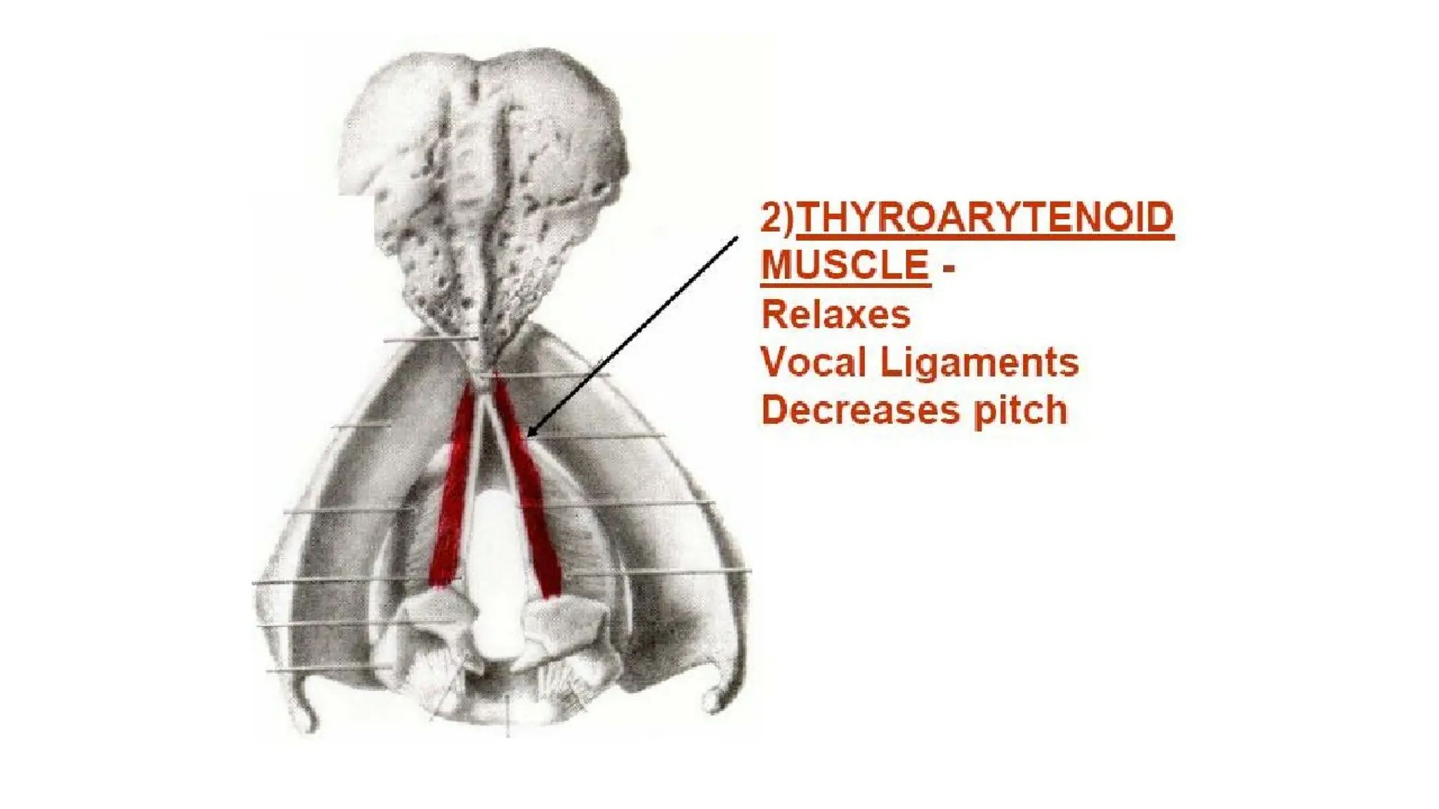 HEMISECTION OF HEAD AND NECK WITH CLINICAL ANATOMY.pptx
