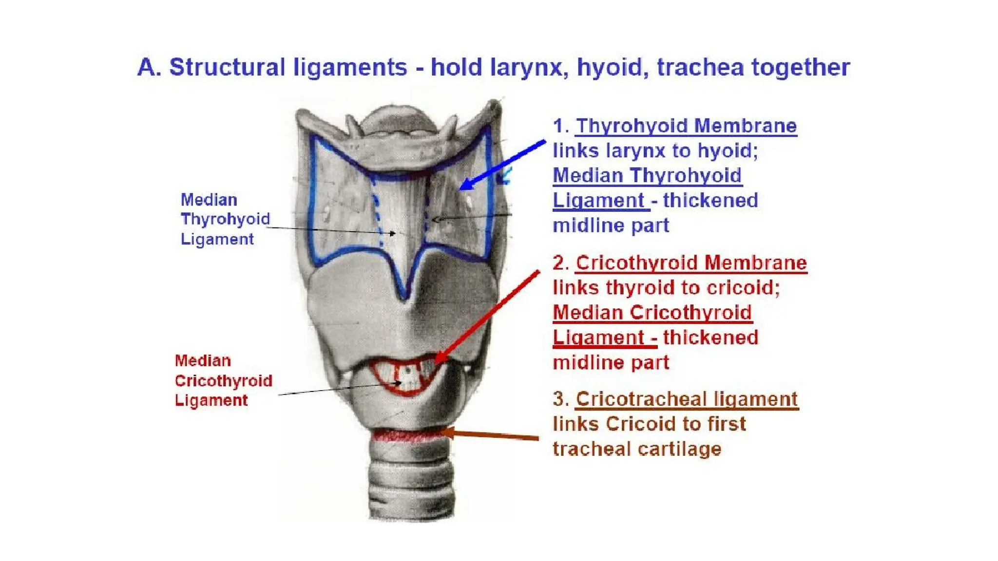 HEMISECTION OF HEAD AND NECK WITH CLINICAL ANATOMY.pptx